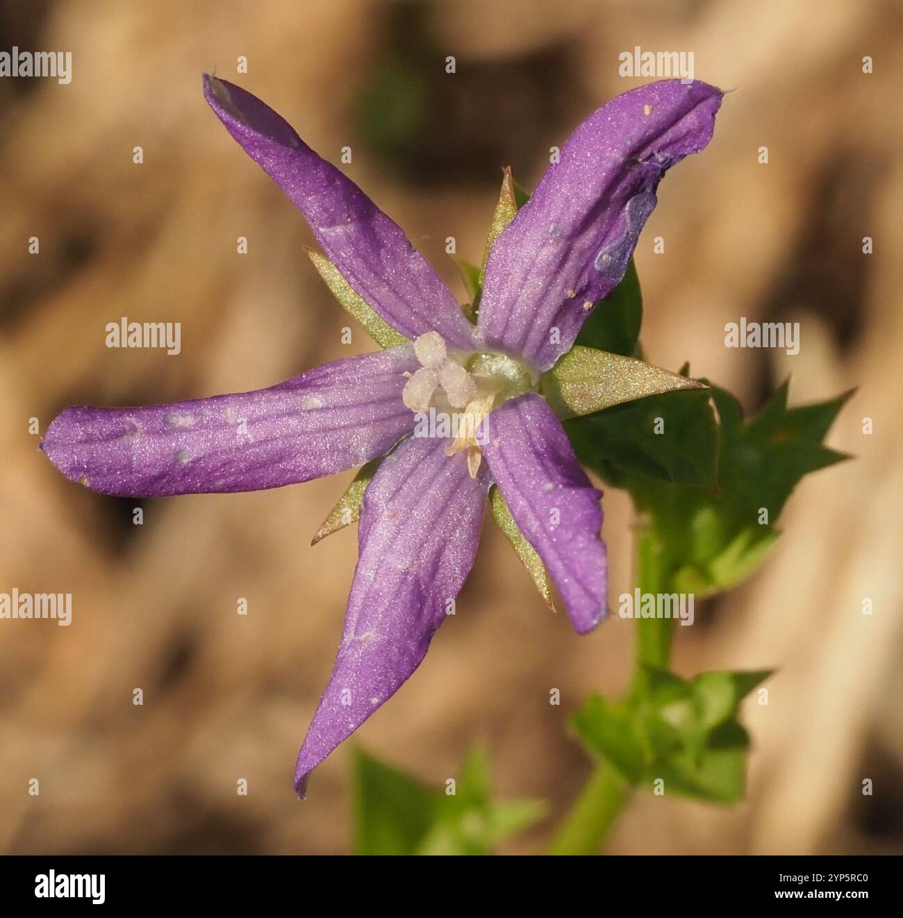 Venus's looking-glass (Triodanis biflora Stock Photo - Alamy
