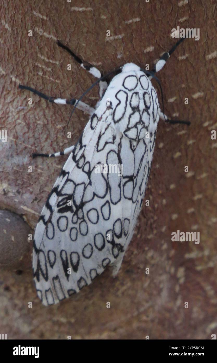 Giant Leopard Moth (Hypercompe scribonia Stock Photo - Alamy