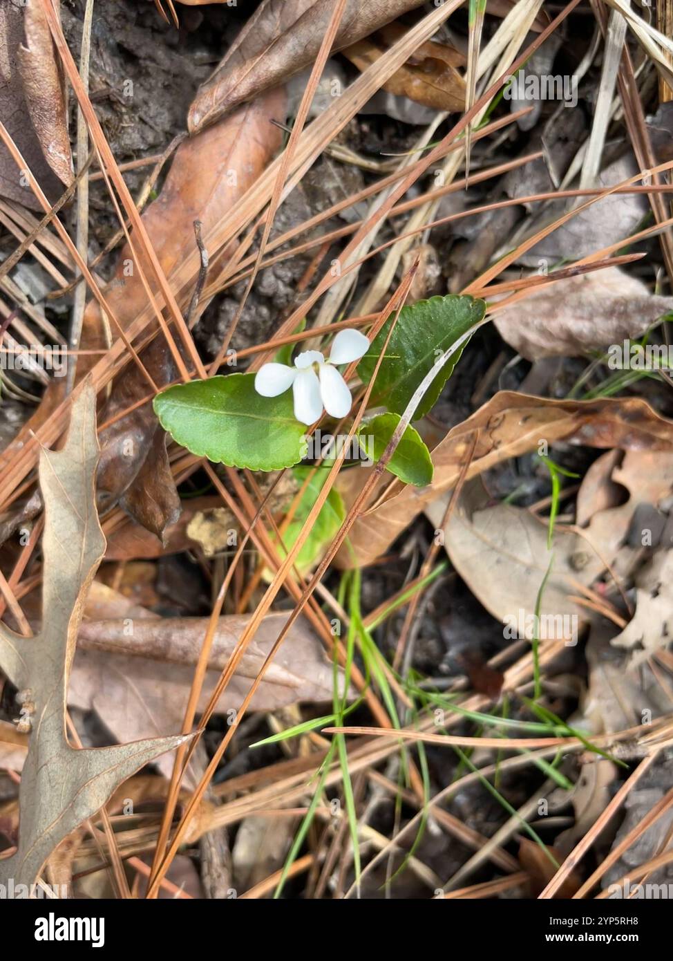 Primulifolia hi-res stock photography and images - Alamy