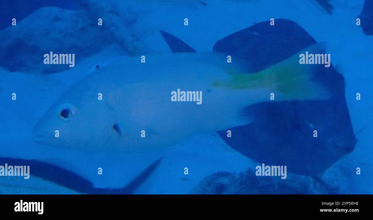 Blackfin Snapper (Lutjanus buccanella Stock Photo - Alamy