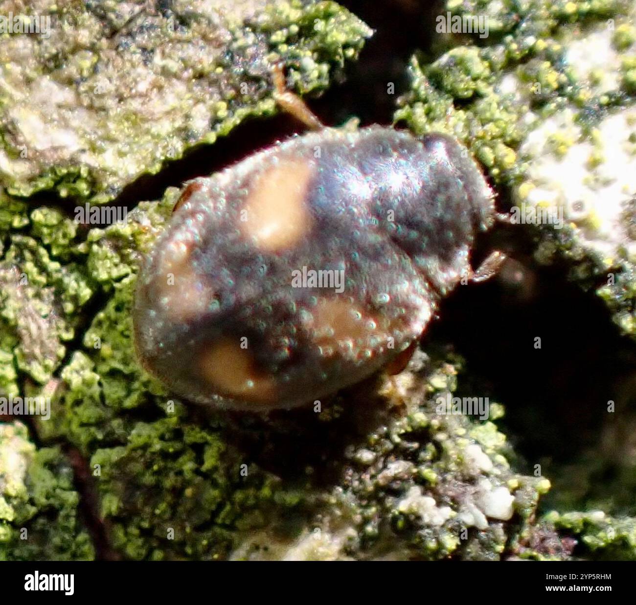 Four-spotted Nephus (Nephus quadrimaculatus Stock Photo - Alamy