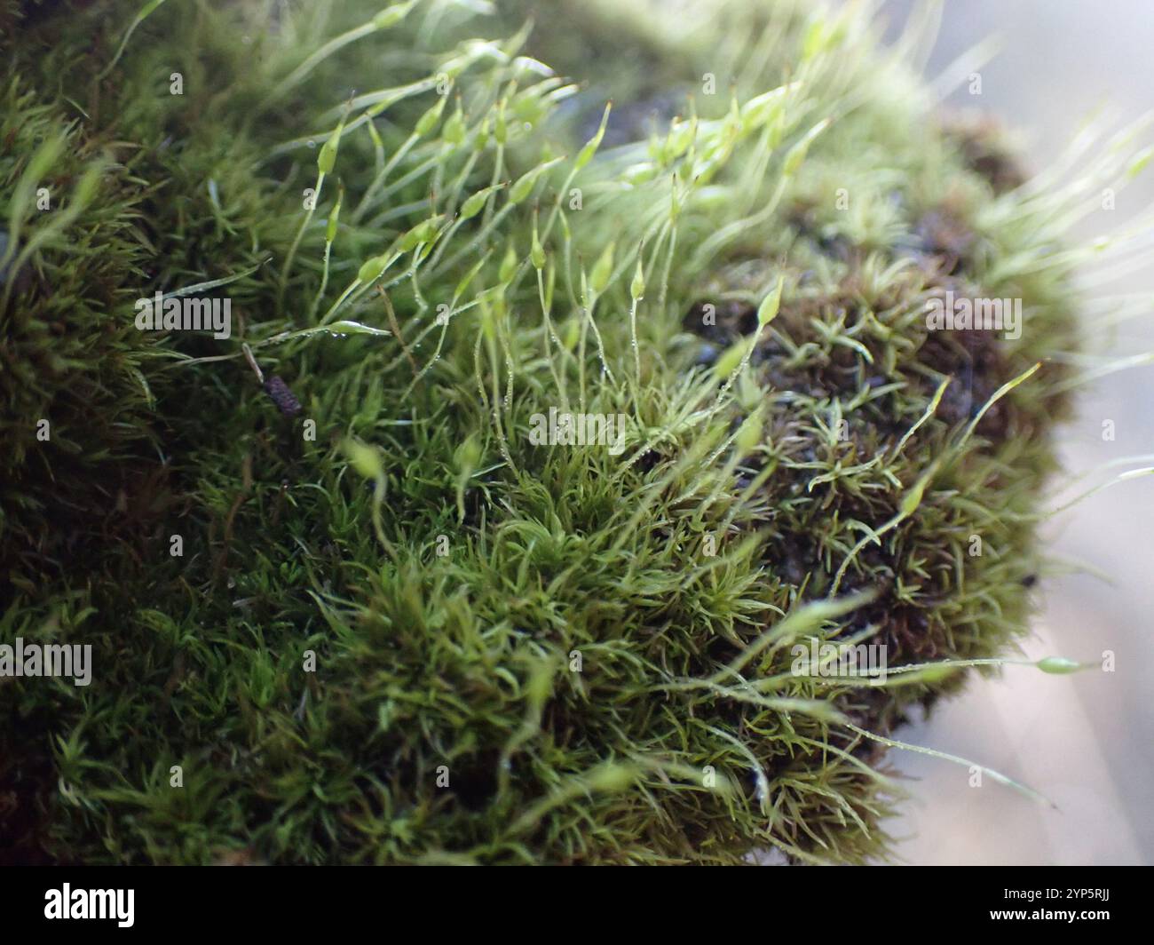 Green-tufted Stubble Moss (Weissia controversa Stock Photo - Alamy