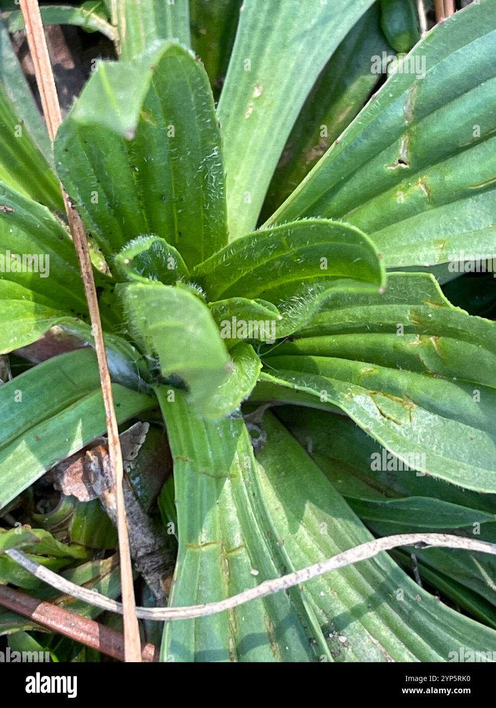 ribwort plantain (Plantago lanceolata Stock Photo - Alamy