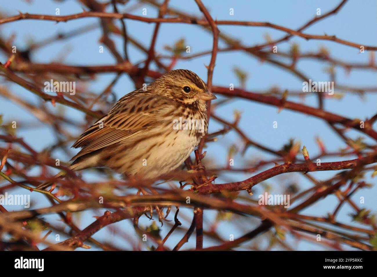Savannah Sparrow (Passerculus sandwichensis Stock Photo - Alamy