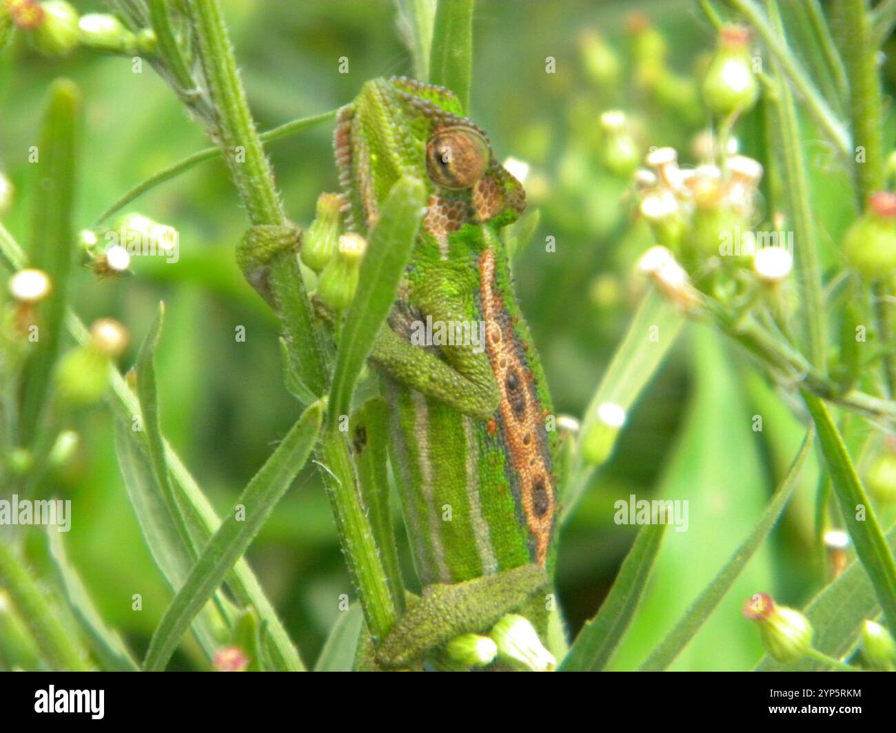 Cape Dwarf Chameleon (Bradypodion pumilum Stock Photo - Alamy
