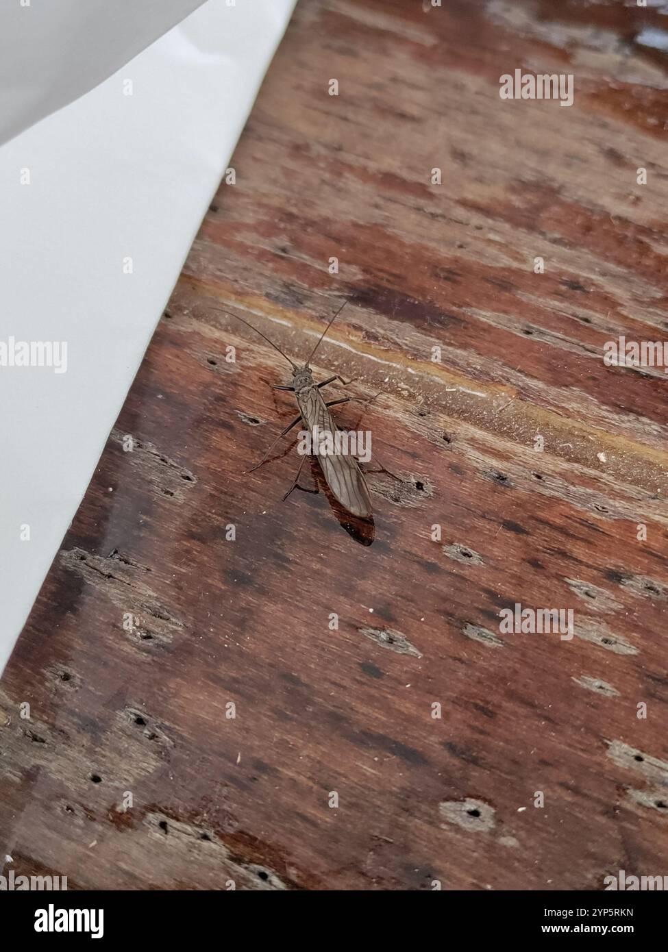 Winter Stoneflies (Taeniopterygidae Stock Photo - Alamy