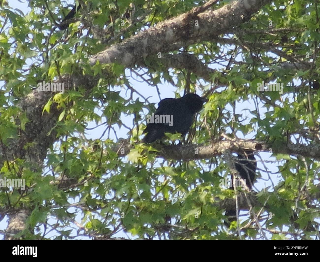 Fish Crow (Corvus ossifragus Stock Photo - Alamy