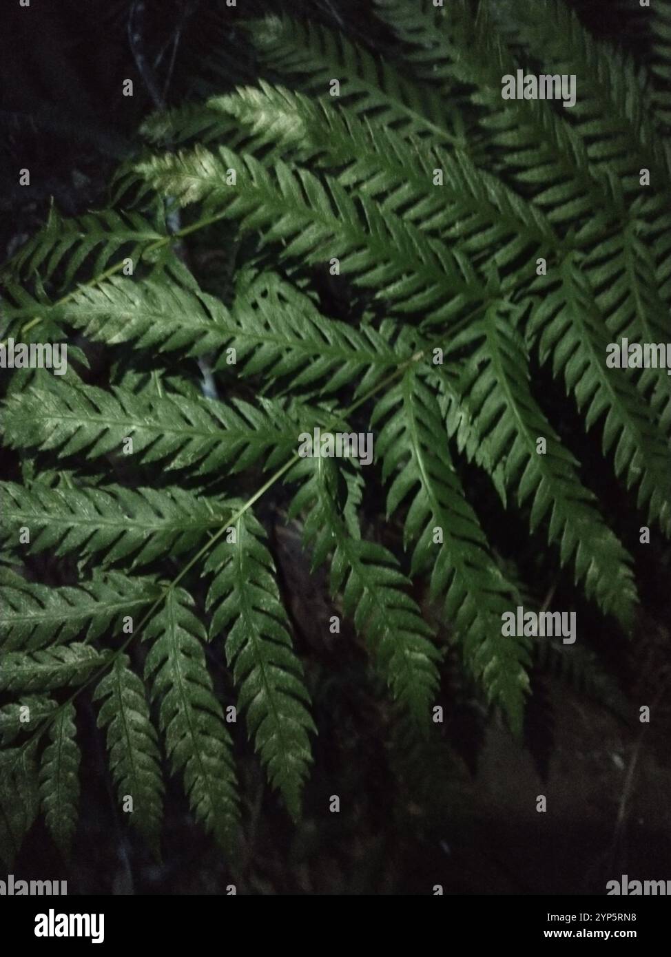 giant chain fern (Woodwardia fimbriata Stock Photo - Alamy