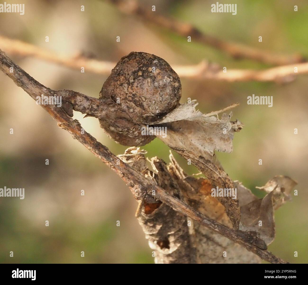 Hackberry Petiole Gall Psyllid (Pachypsylla venusta Stock Photo - Alamy