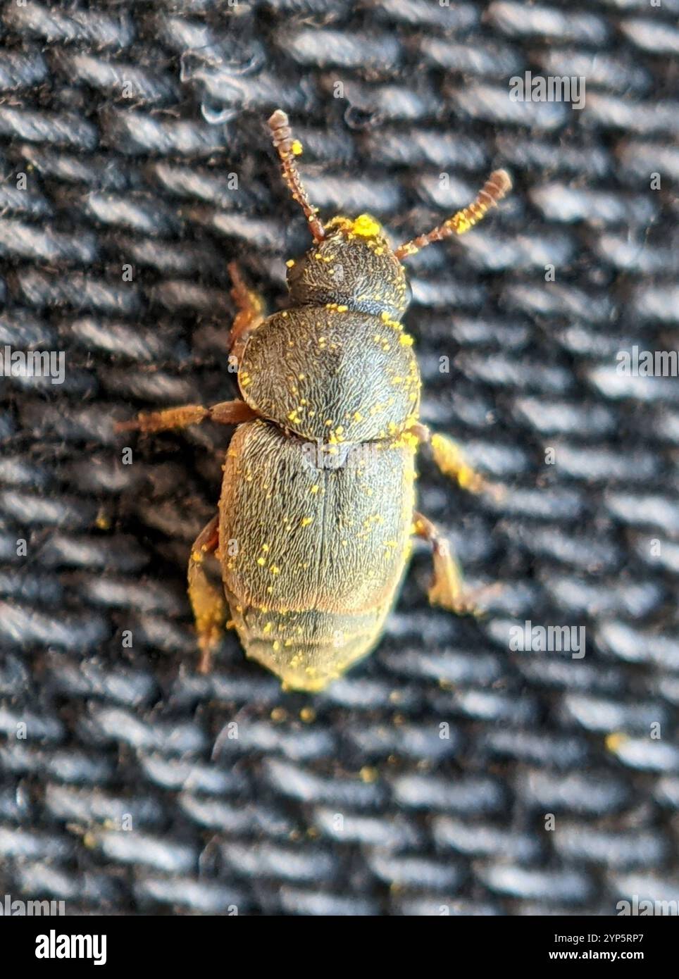 Short-winged Flower Beetles (Kateretidae Stock Photo - Alamy