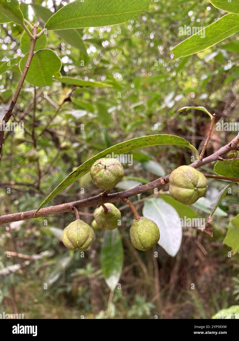 Pittosporum colensoi hi-res stock photography and images - Alamy