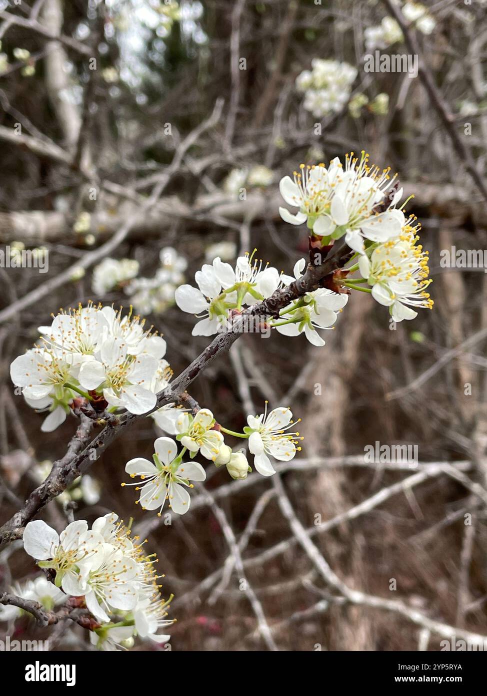 Mexican Plum (Prunus mexicana Stock Photo - Alamy