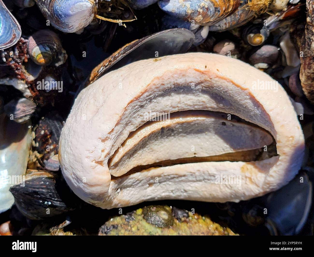 Gumboot Chiton (Cryptochiton stelleri Stock Photo - Alamy