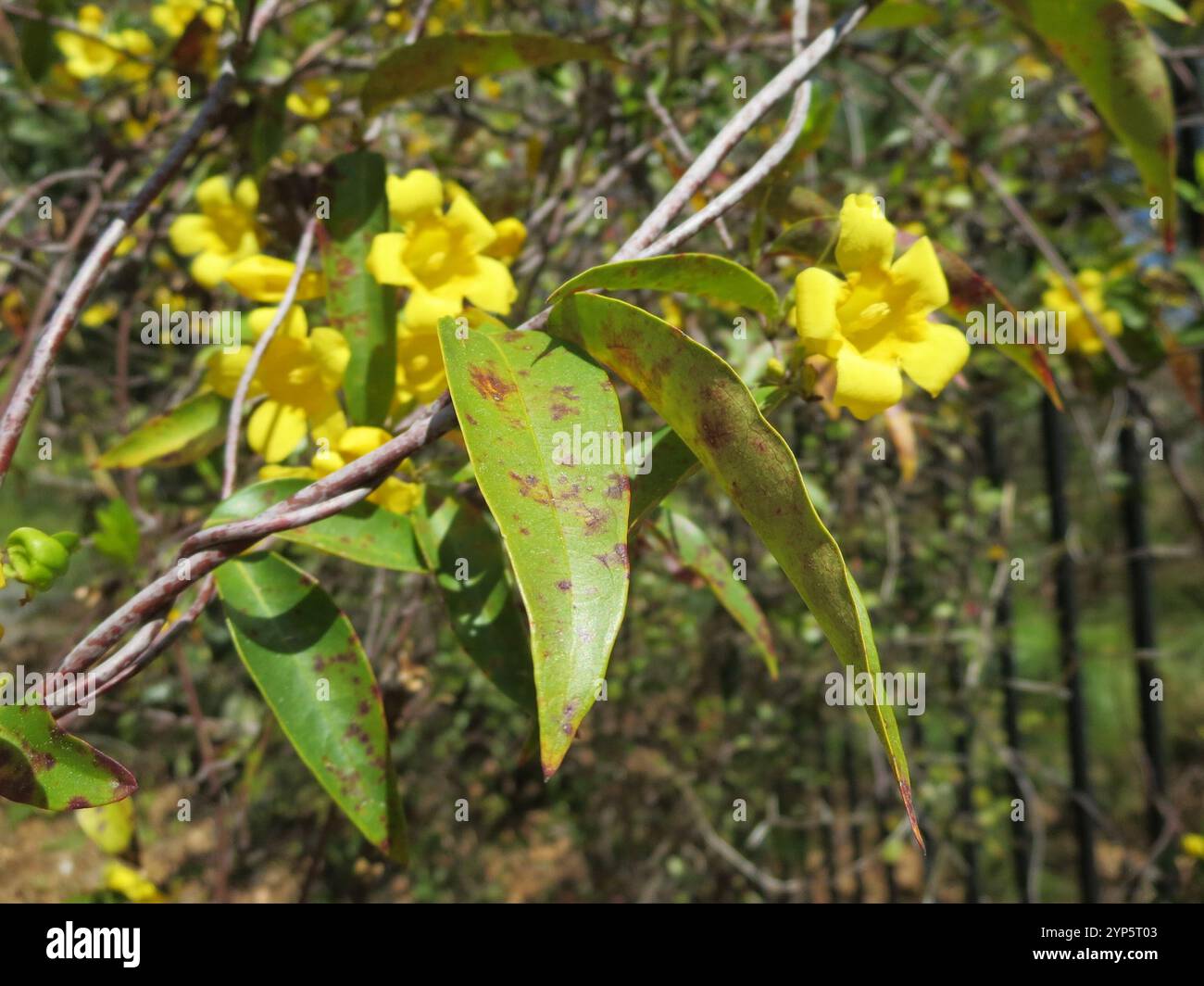 yellow jessamine (Gelsemium sempervirens Stock Photo - Alamy