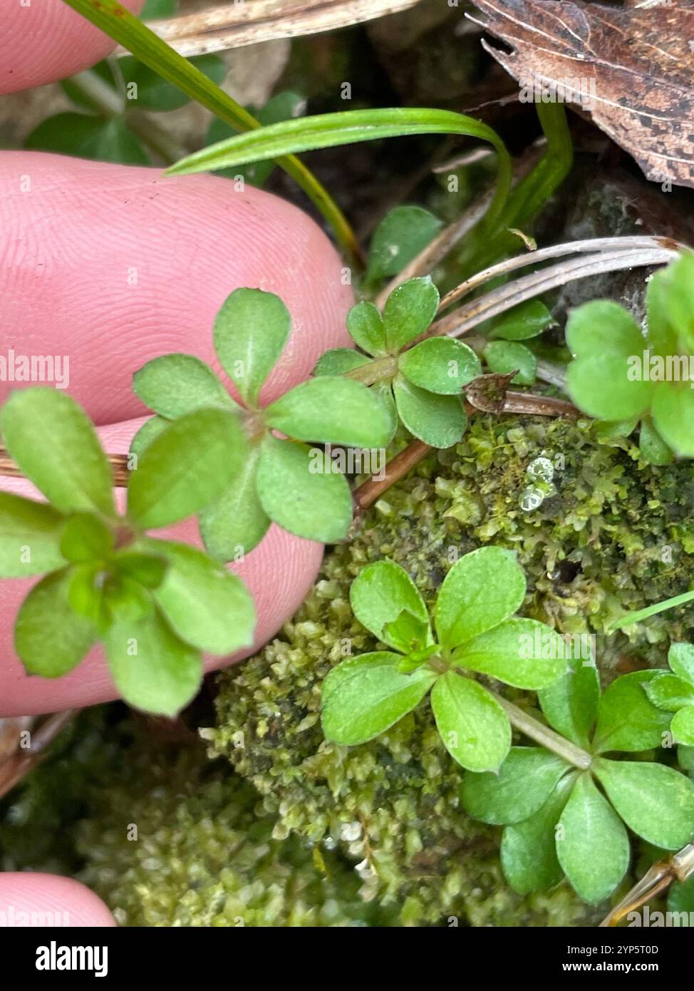 fragrant bedstraw (Galium triflorum Stock Photo - Alamy