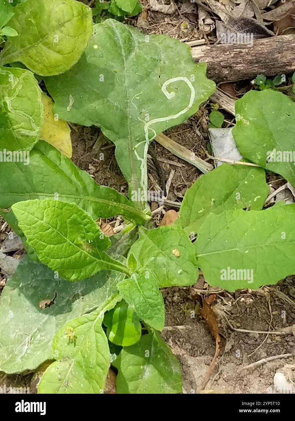 Mexican Winged Crown-Beard (Verbesina microptera Stock Photo - Alamy
