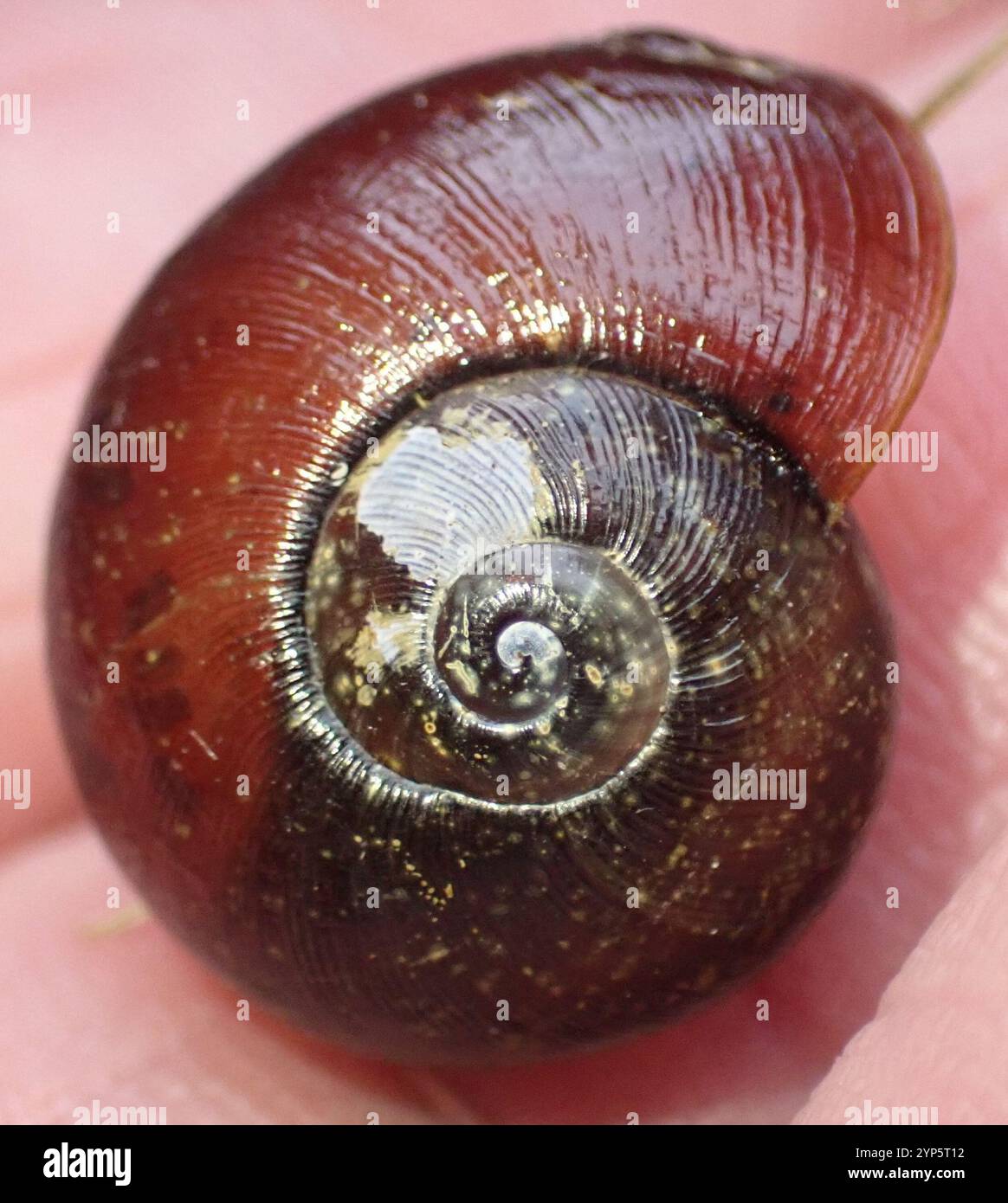 North Tasmanian Black Snail (Victaphanta lampra Stock Photo - Alamy