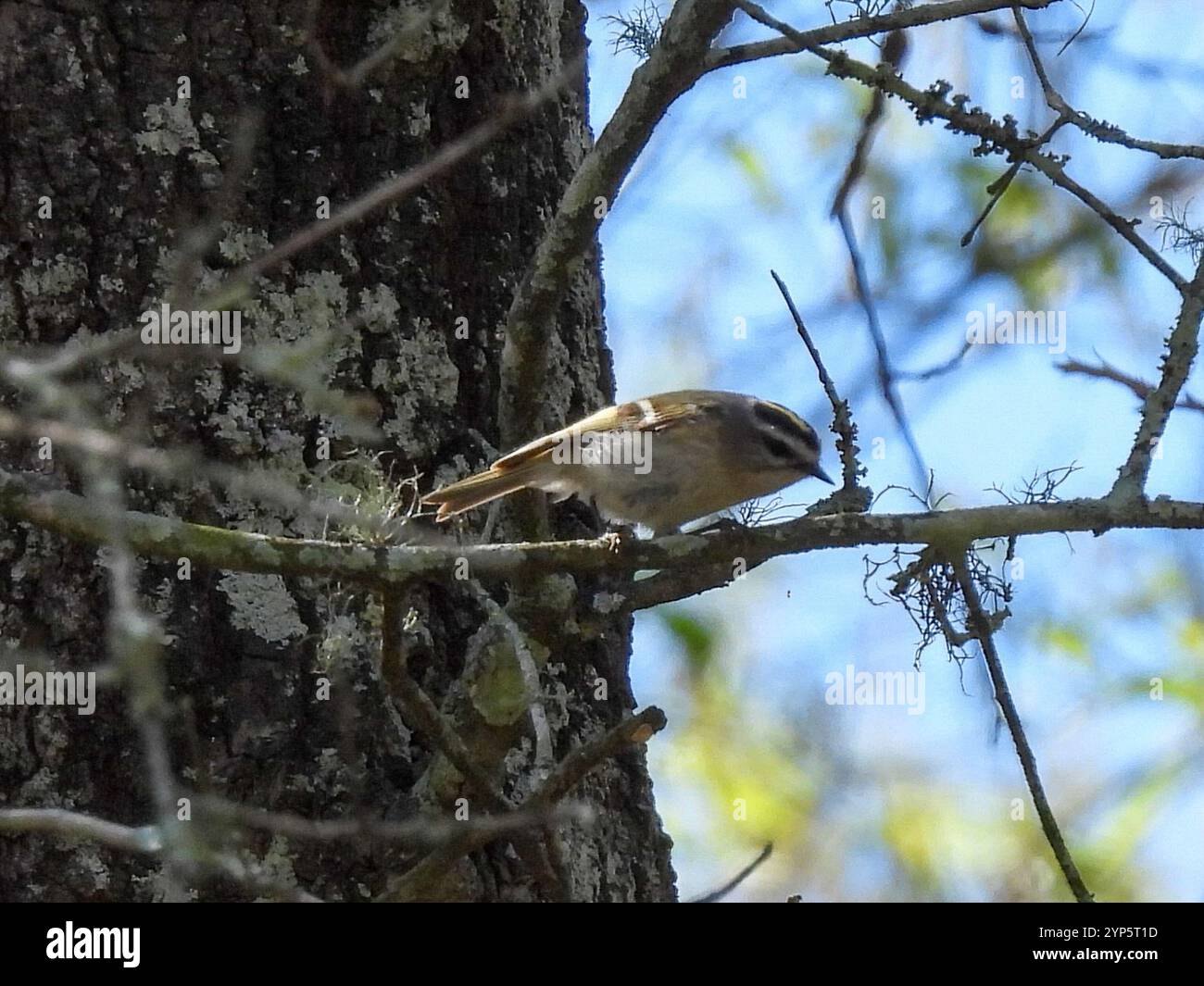 Golden-crowned Kinglet (Regulus satrapa Stock Photo - Alamy