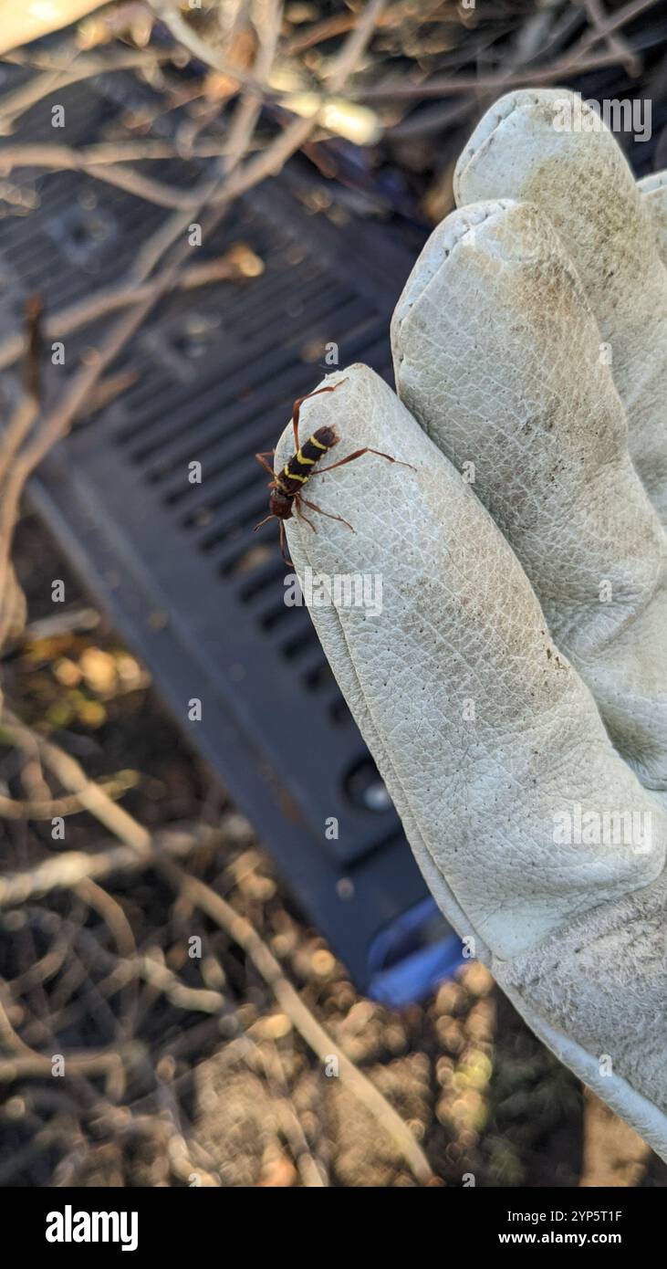 Red-headed Ash Borer (Neoclytus acuminatus Stock Photo - Alamy