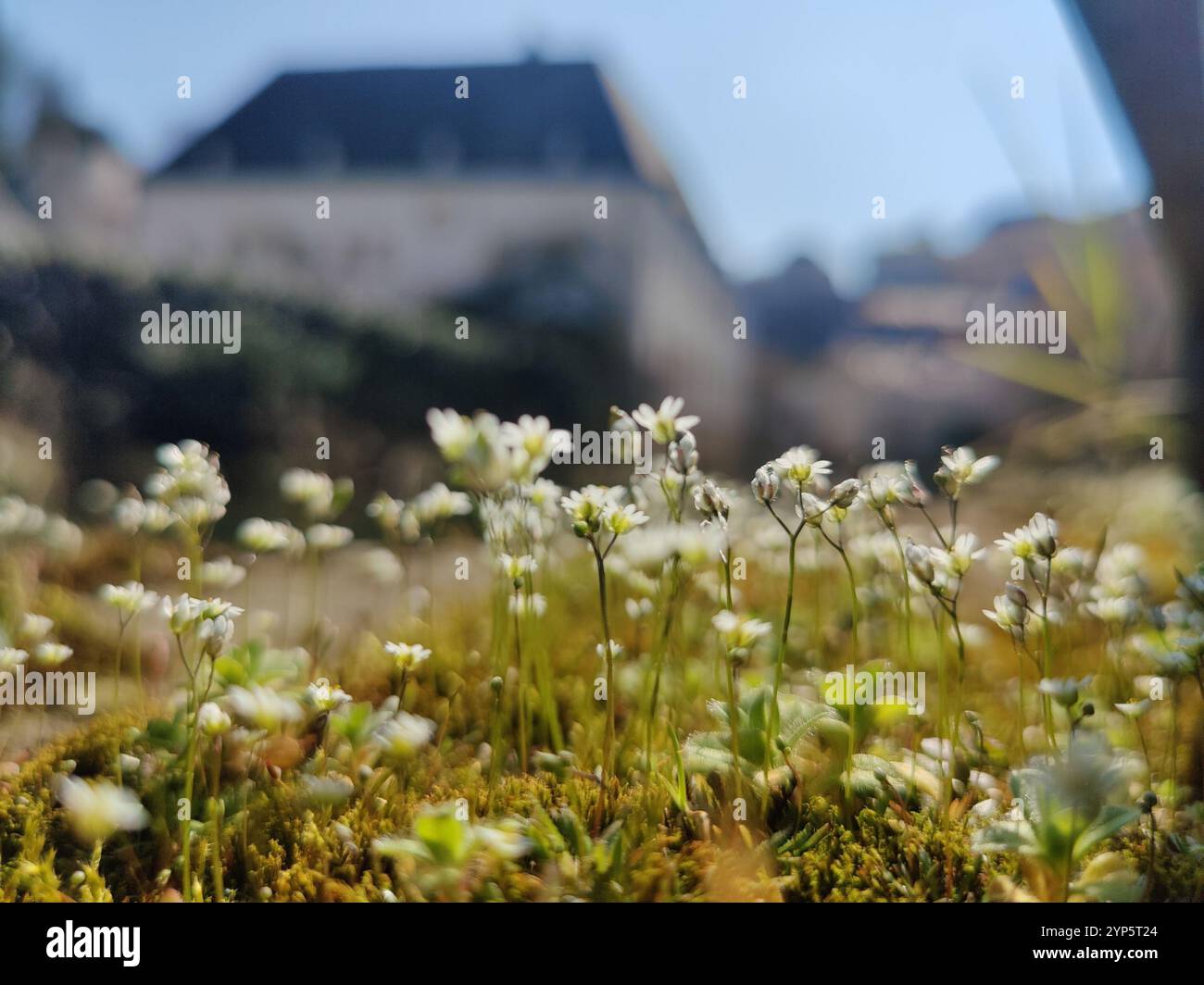 Common Whitlowgrass (Draba verna Stock Photo - Alamy