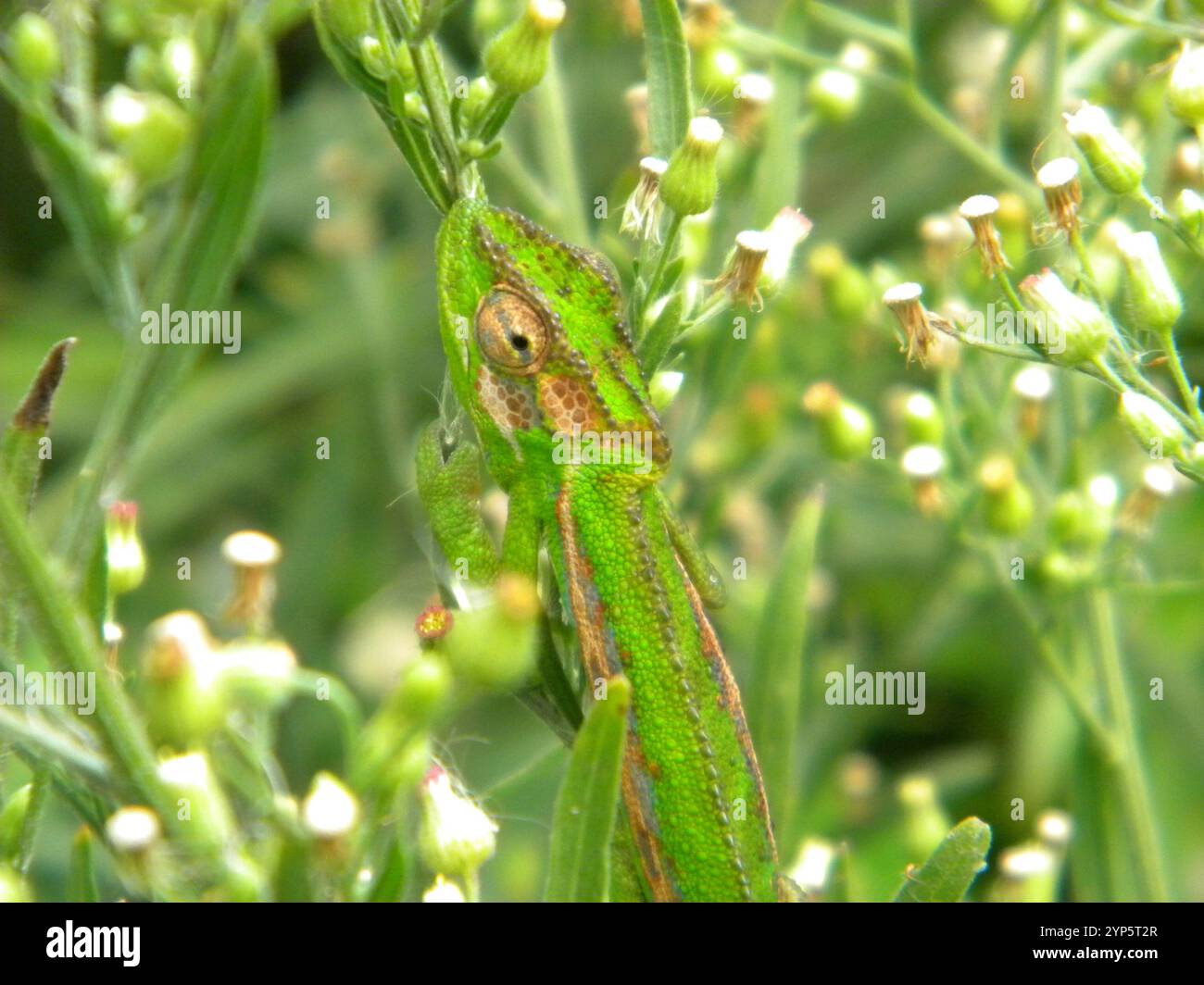 Cape Dwarf Chameleon (Bradypodion pumilum Stock Photo - Alamy