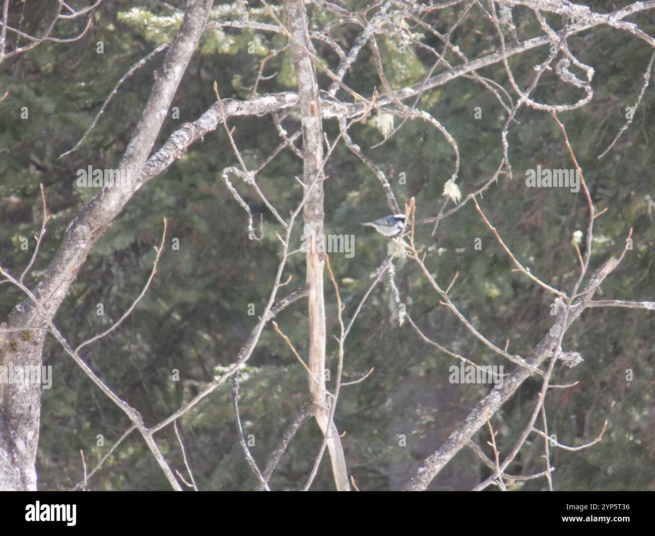 Coal Tit (Periparus ater Stock Photo - Alamy