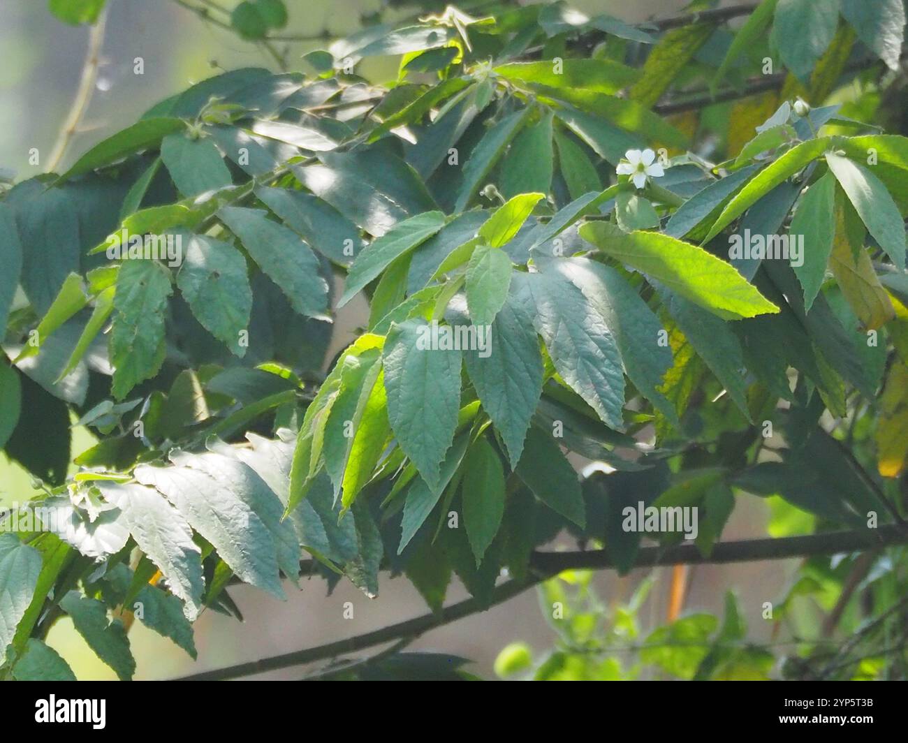 calabur tree (Muntingia calabura Stock Photo - Alamy