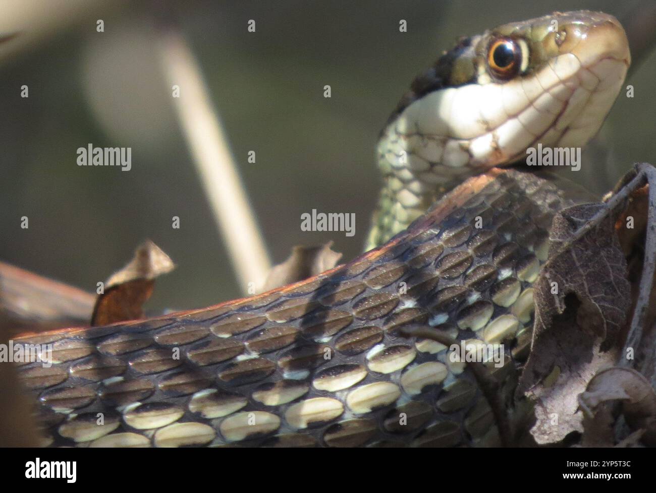 Western Ribbon Snake (Thamnophis proximus Stock Photo - Alamy