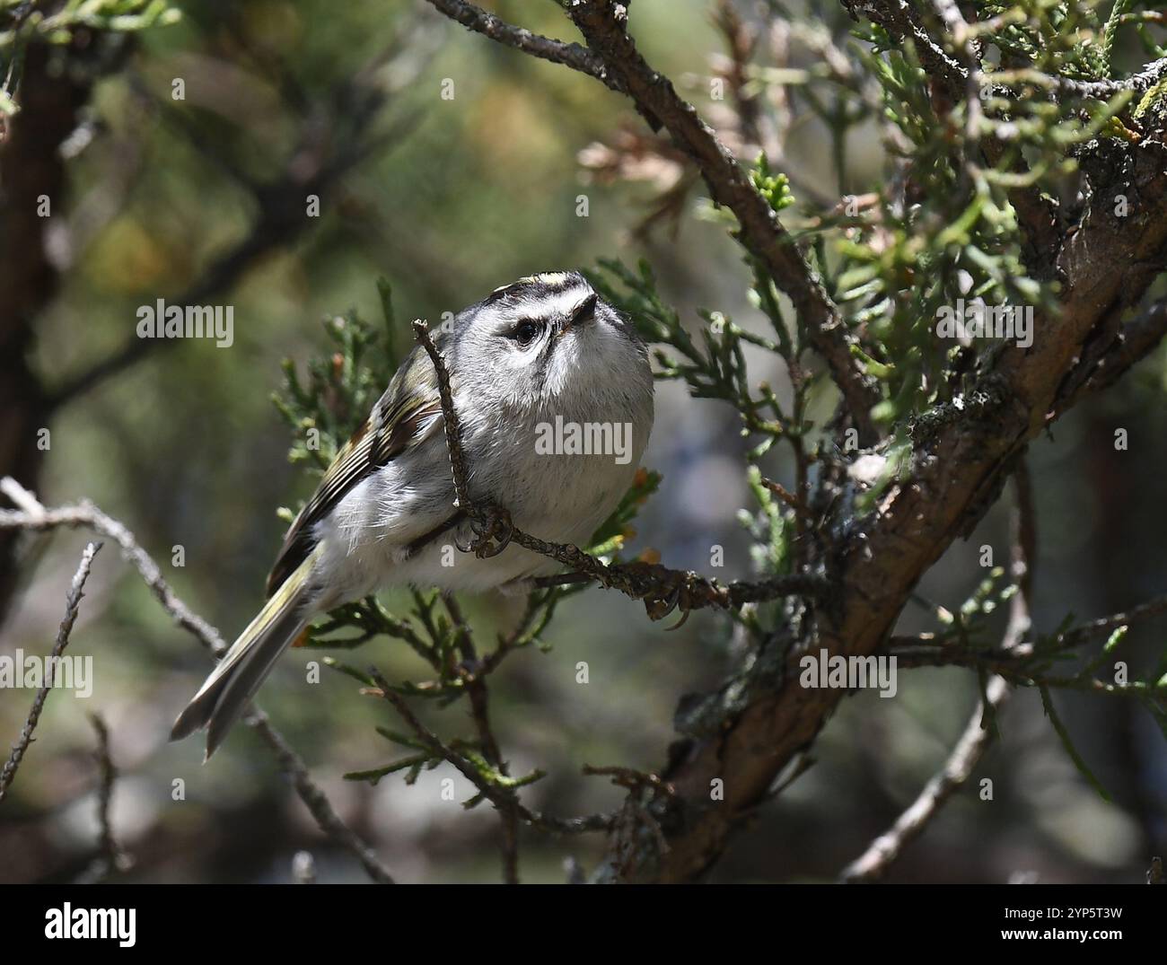 Golden-crowned Kinglet (Regulus satrapa Stock Photo - Alamy
