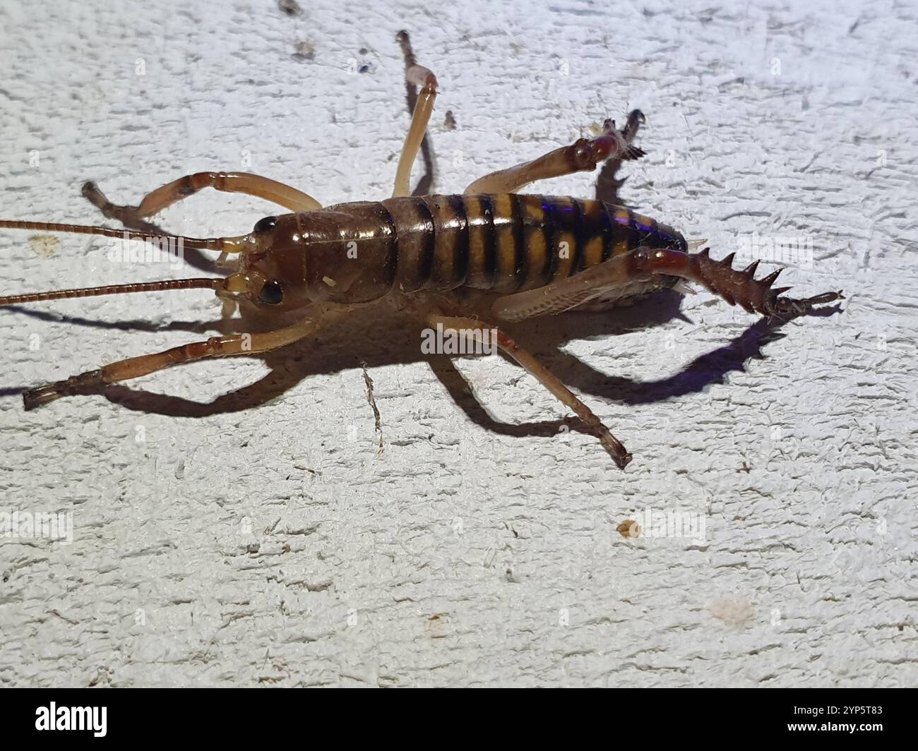 Wellington Tree Wētā (Hemideina crassidens Stock Photo - Alamy