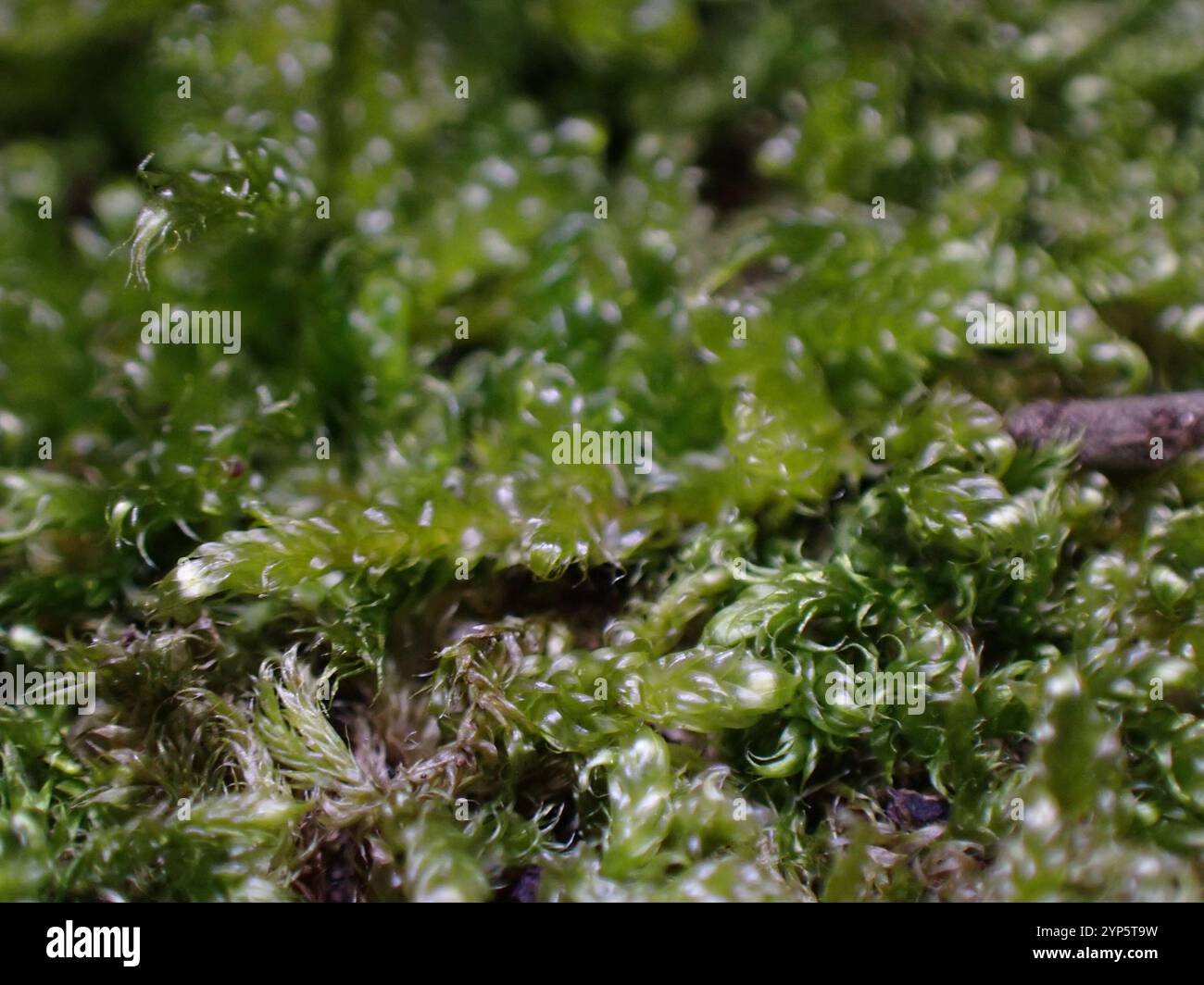 Cypress-leaved Plait-moss (Hypnum cupressiforme cupressiforme Stock ...