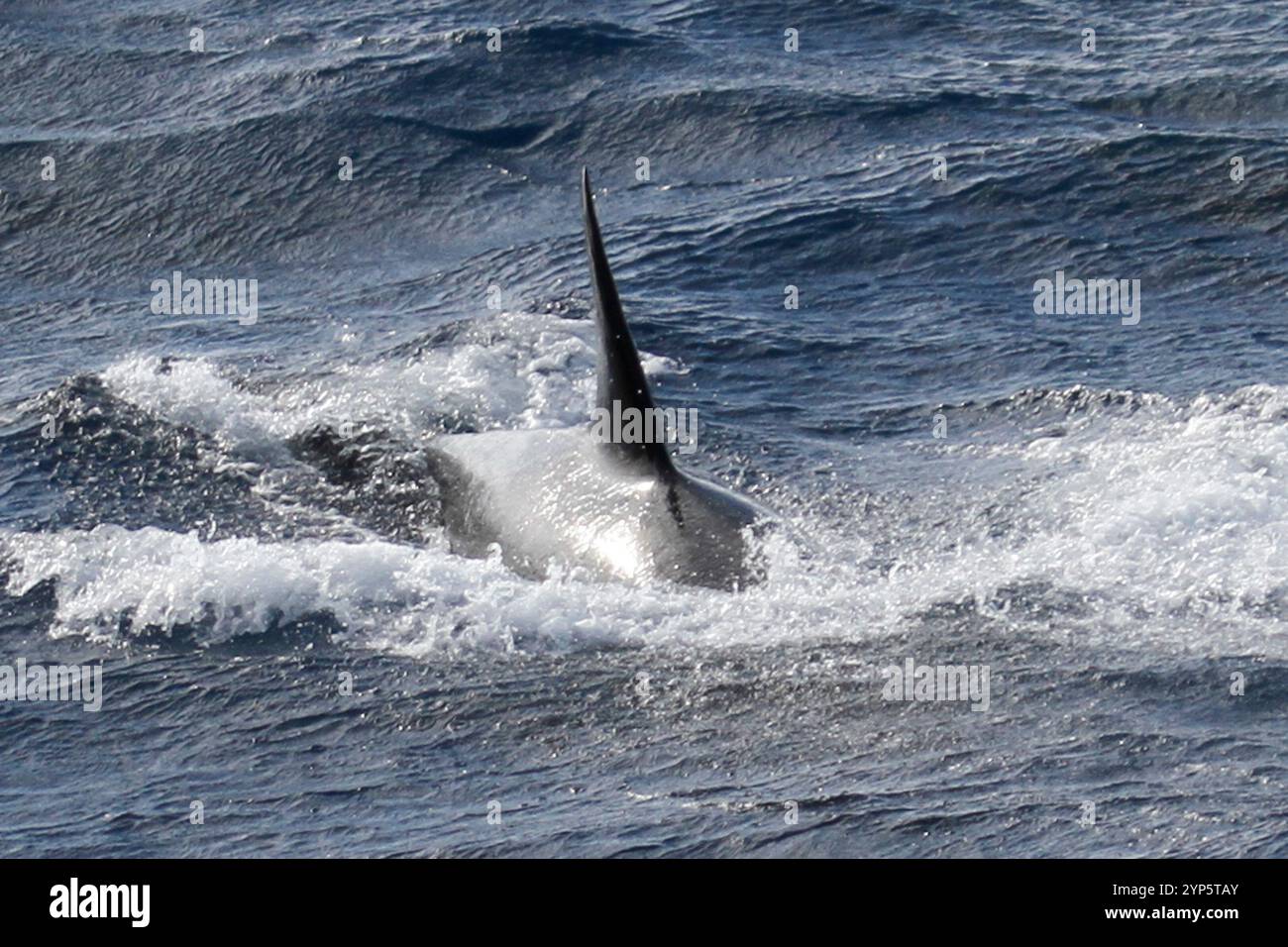 Orca (Orcinus orca Stock Photo - Alamy