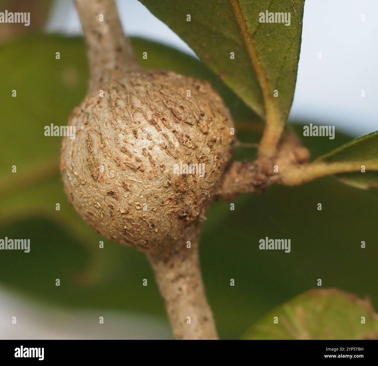 Southern Live Oak Stem Gall Wasp (Callirhytis quercusbatatoides Stock ...