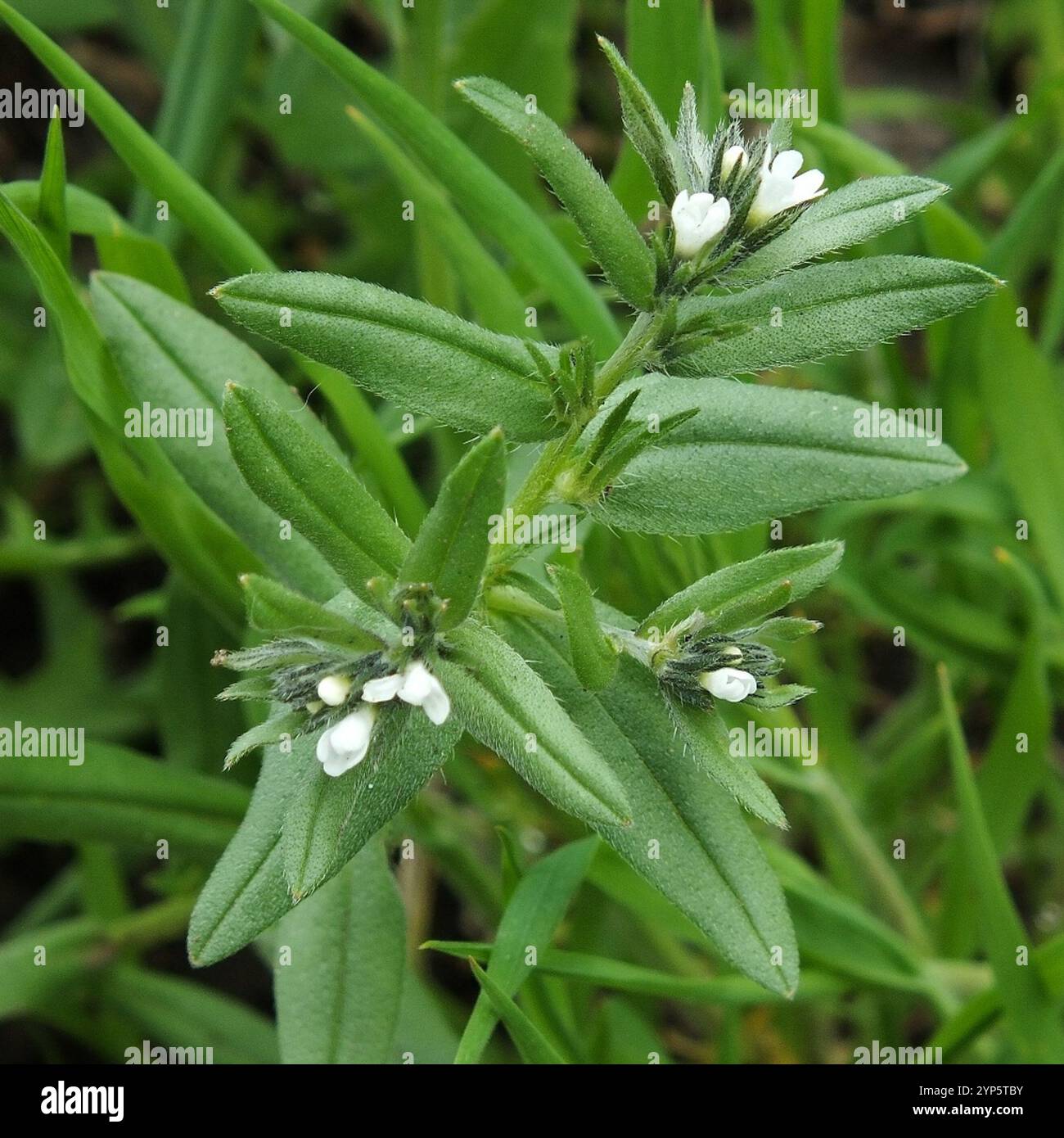 corn gromwell (Buglossoides arvensis Stock Photo - Alamy