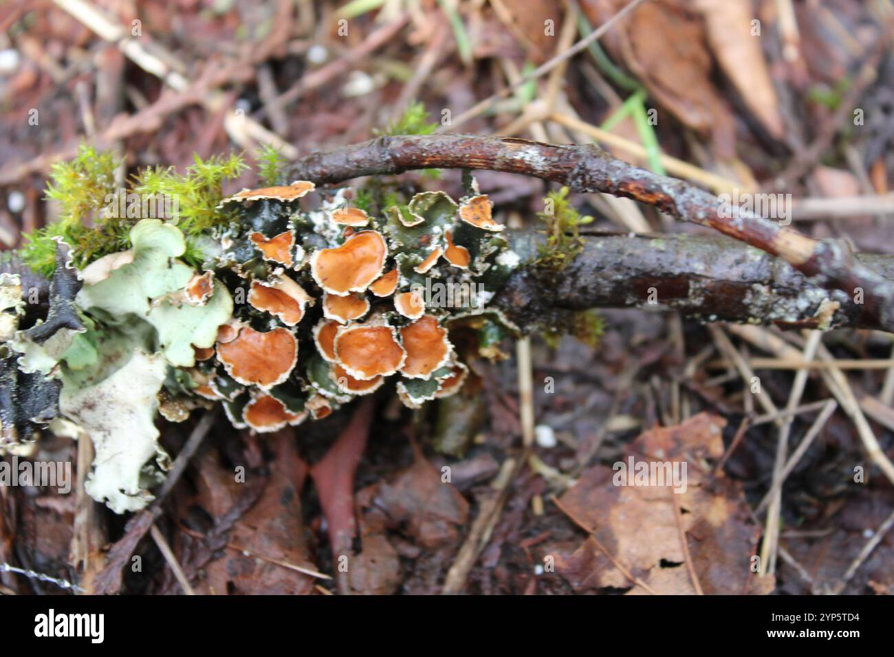 common lichens (Lecanoromycetes Stock Photo - Alamy