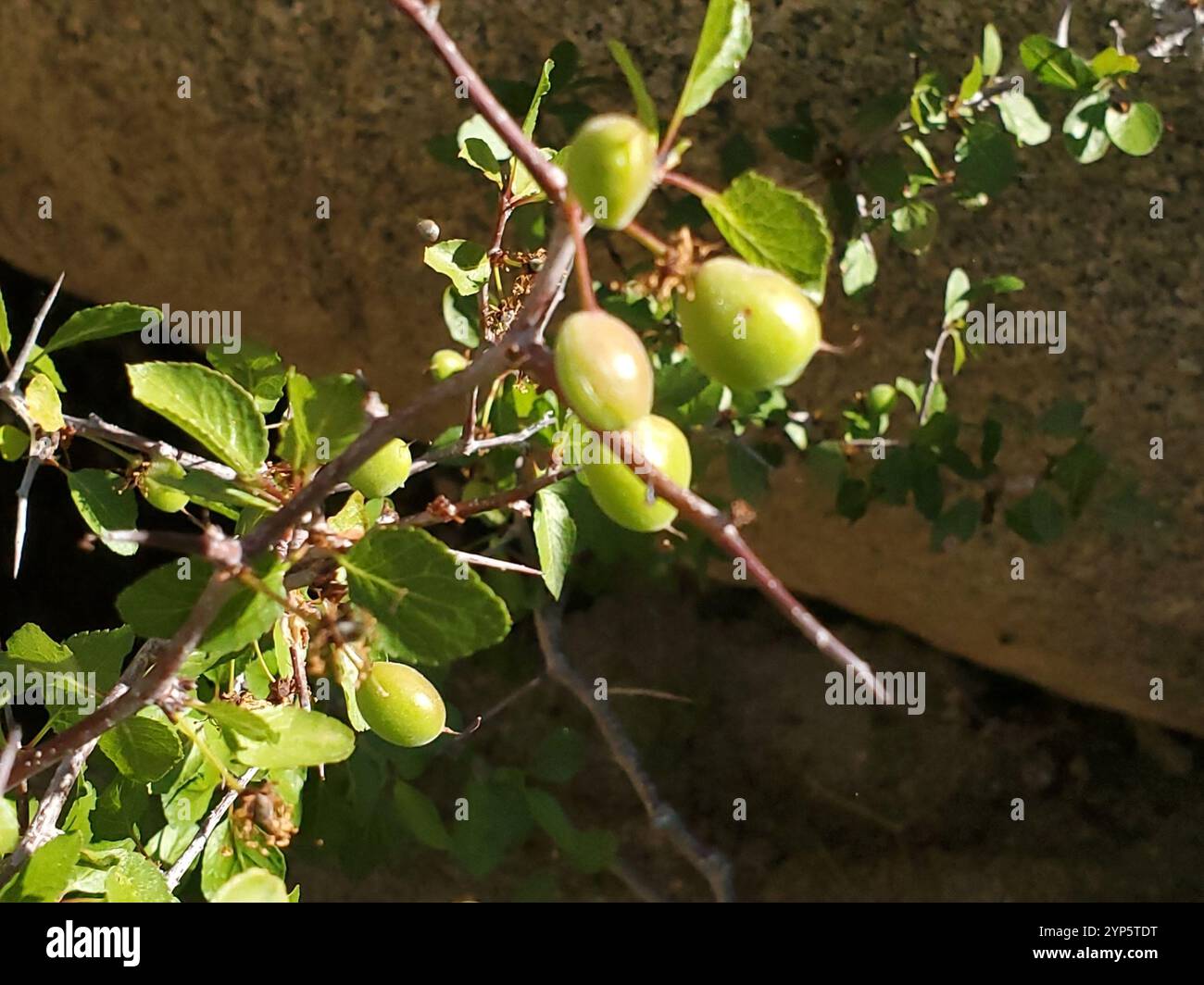 Desert Apricot (Prunus fremontii Stock Photo - Alamy