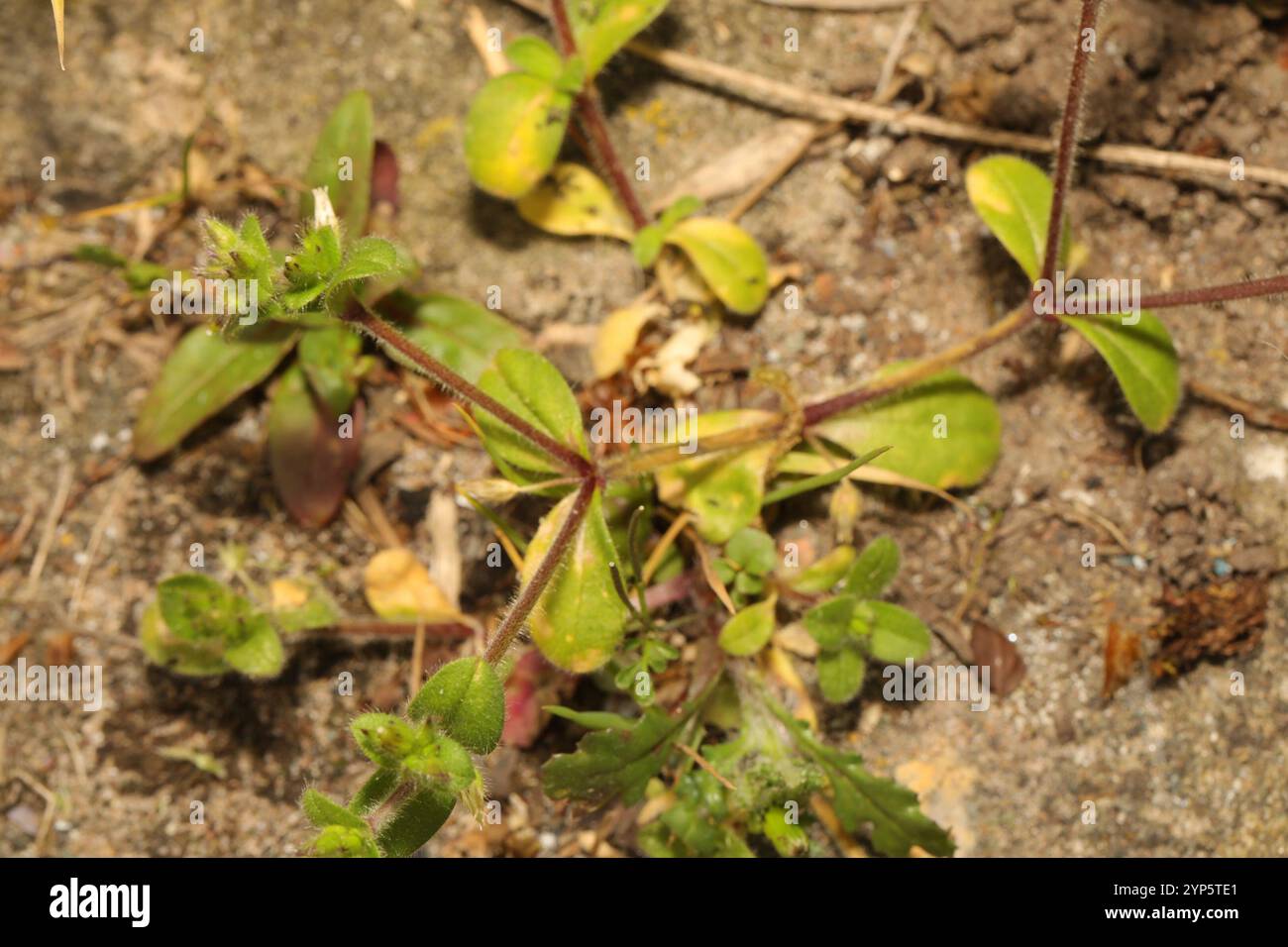 Common mouse-ear chickweed (Cerastium fontanum Stock Photo - Alamy
