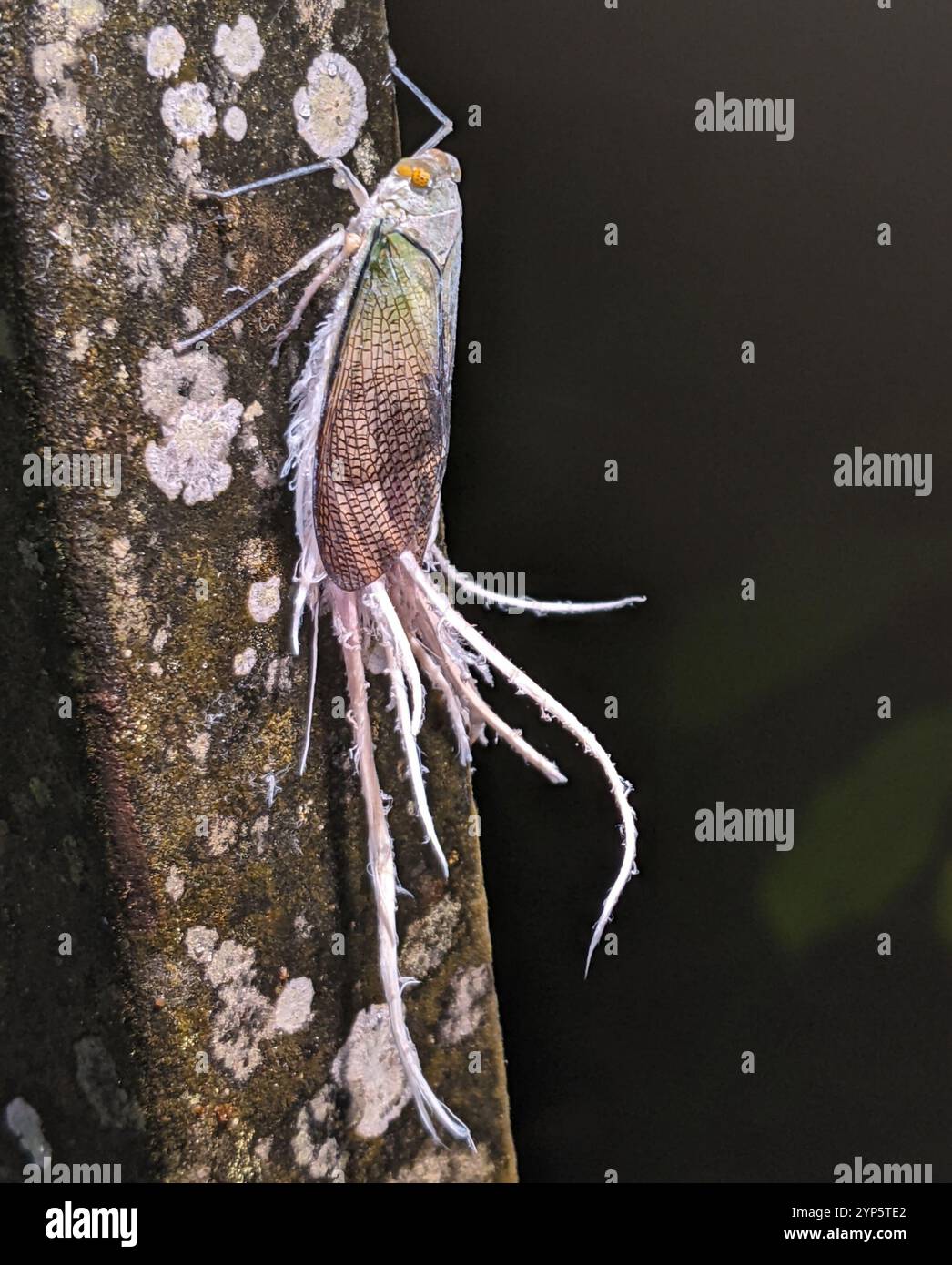 Wax-tailed Planthopper (Pterodictya reticularis Stock Photo - Alamy