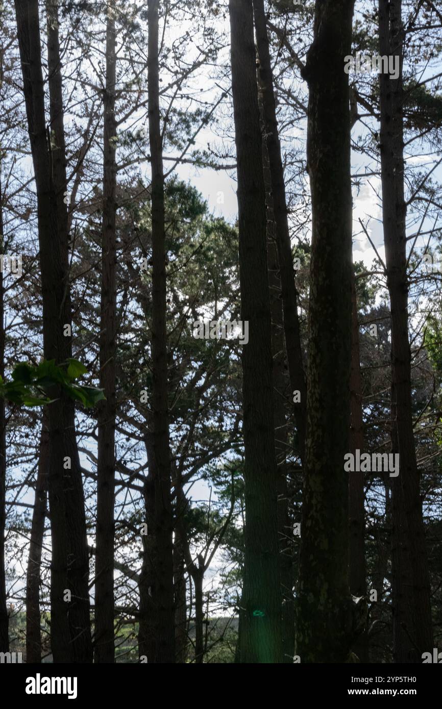 Vertical image of tall pine tree trees back-lit byt afternoon sun with ...