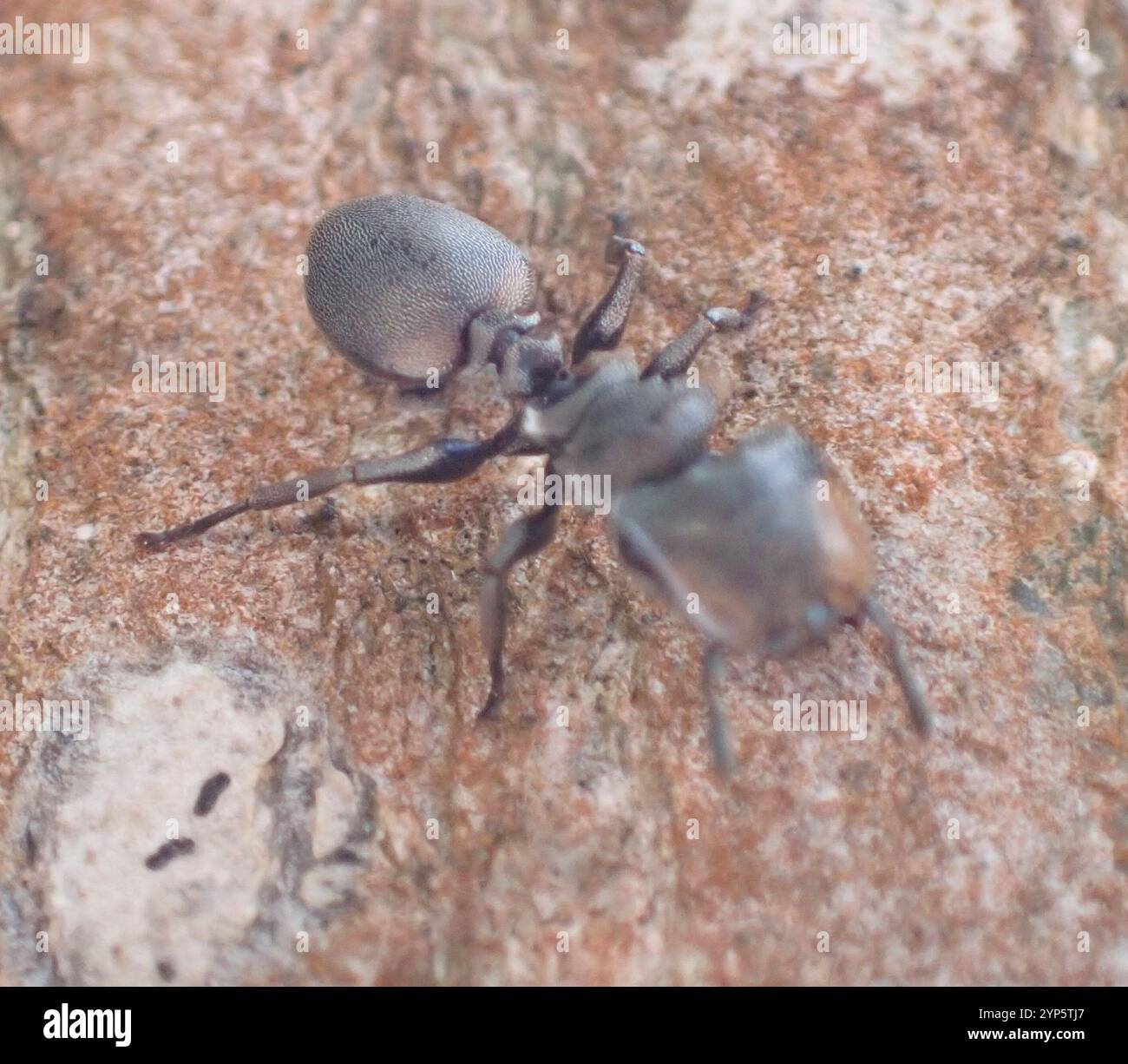 Turtle Ants (Cephalotes Stock Photo - Alamy