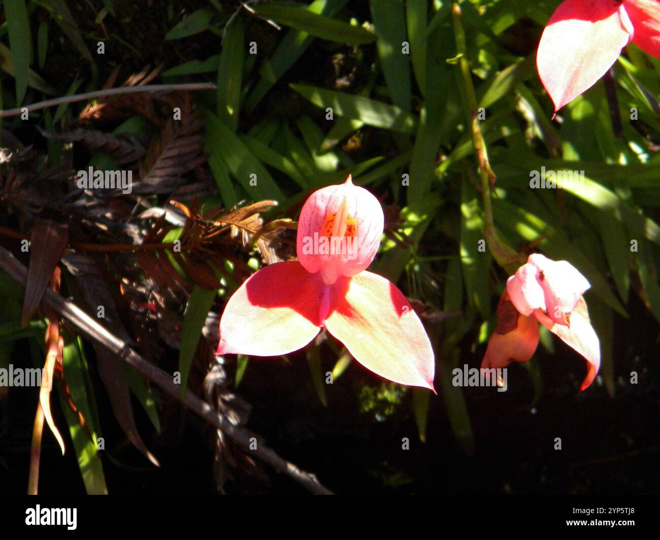 Red disa hi-res stock photography and images - Alamy