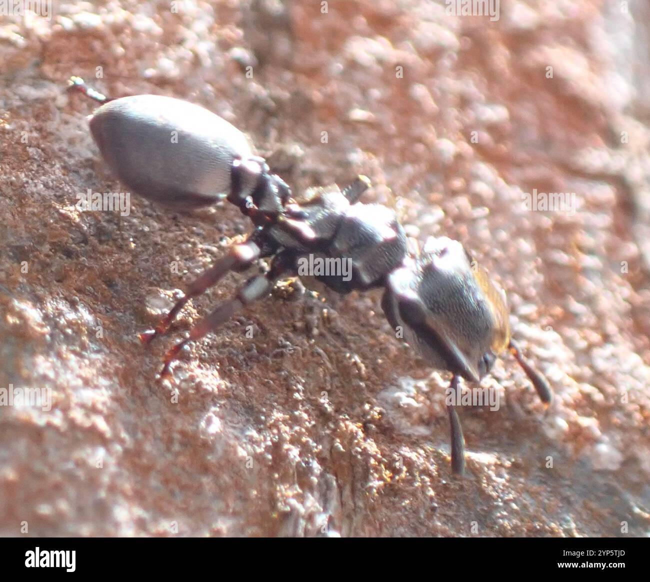 Turtle Ants (Cephalotes Stock Photo - Alamy