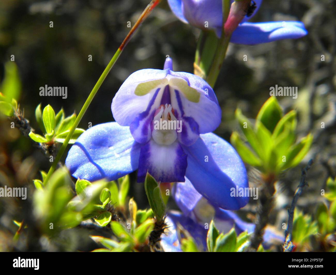 Grass Disa (Disa graminifolia Stock Photo - Alamy