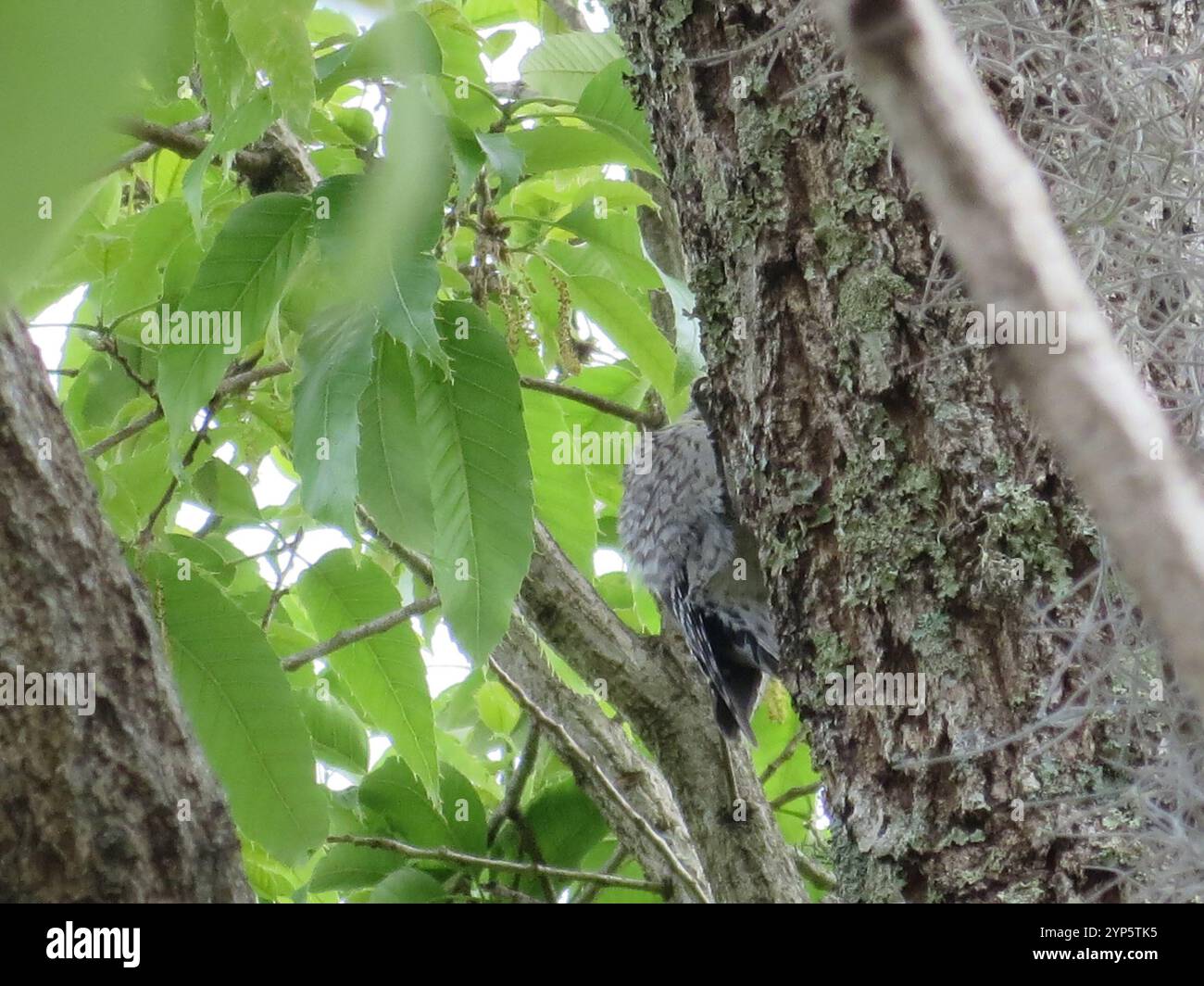 Yellow-bellied Sapsucker (Sphyrapicus varius Stock Photo - Alamy