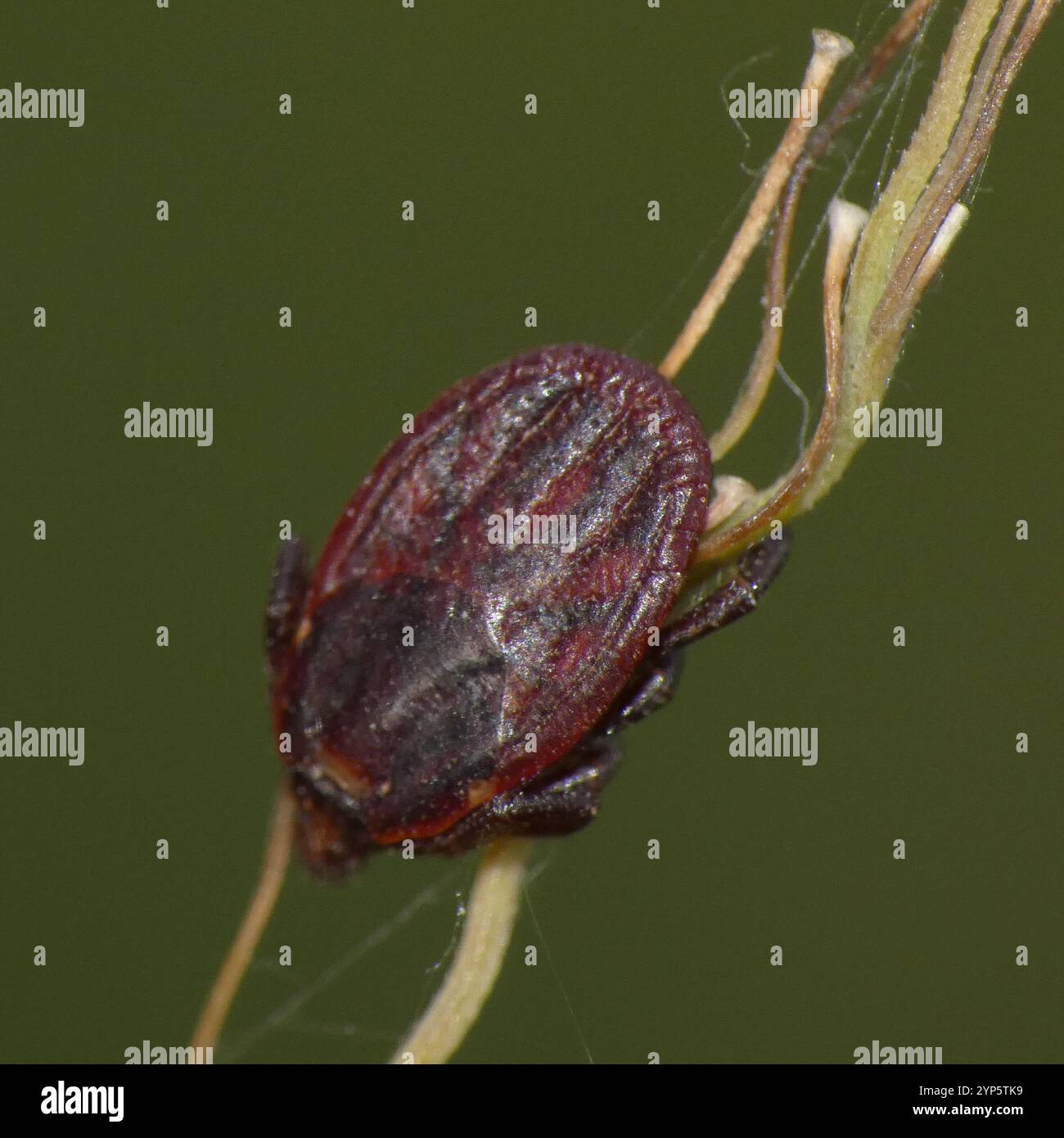 Pepper Ticks (Rhipicephalus Stock Photo - Alamy