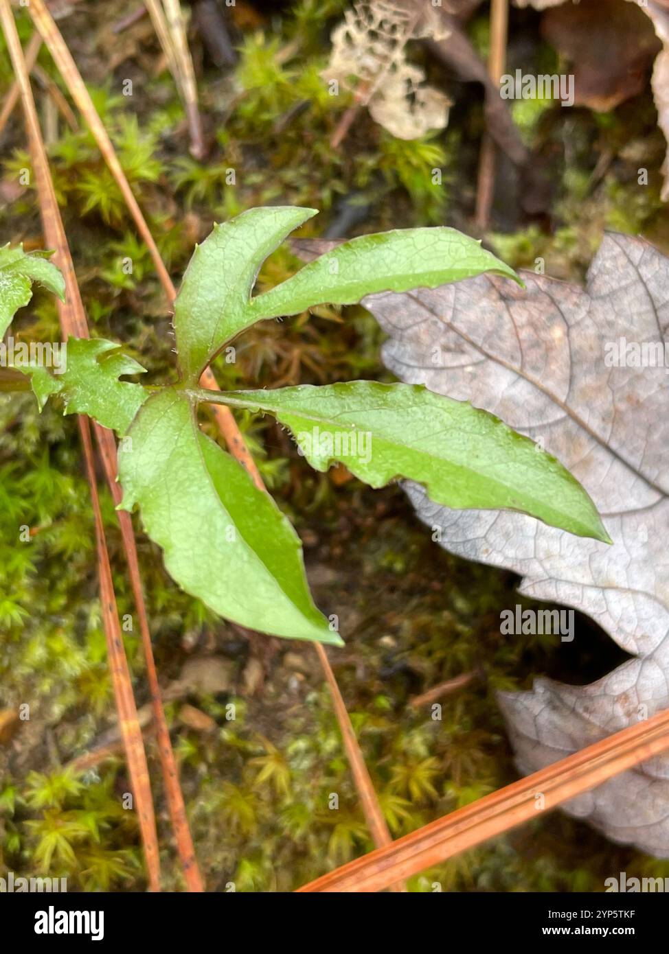 three-leaved rattlesnake root (Nabalus trifoliolatus Stock Photo - Alamy