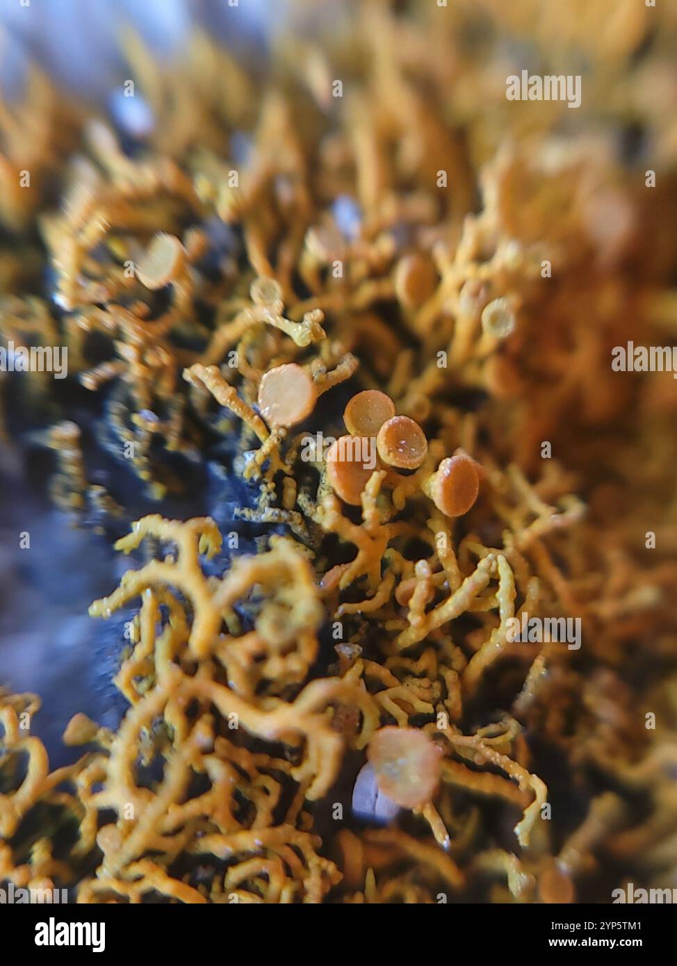 common lichens (Lecanoromycetes Stock Photo - Alamy