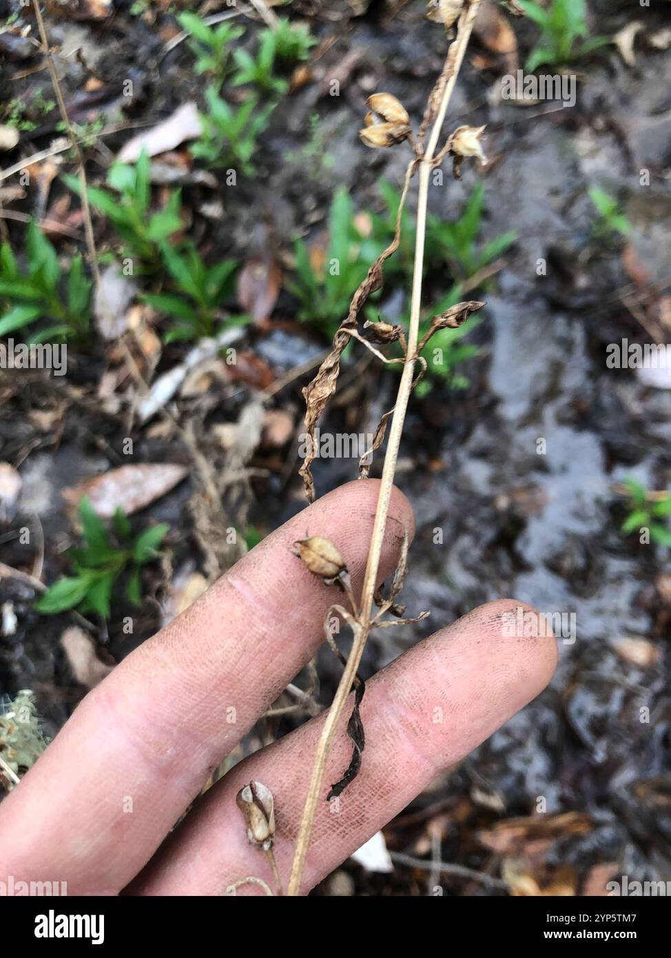 sharpwing monkeyflower (Mimulus alatus Stock Photo - Alamy