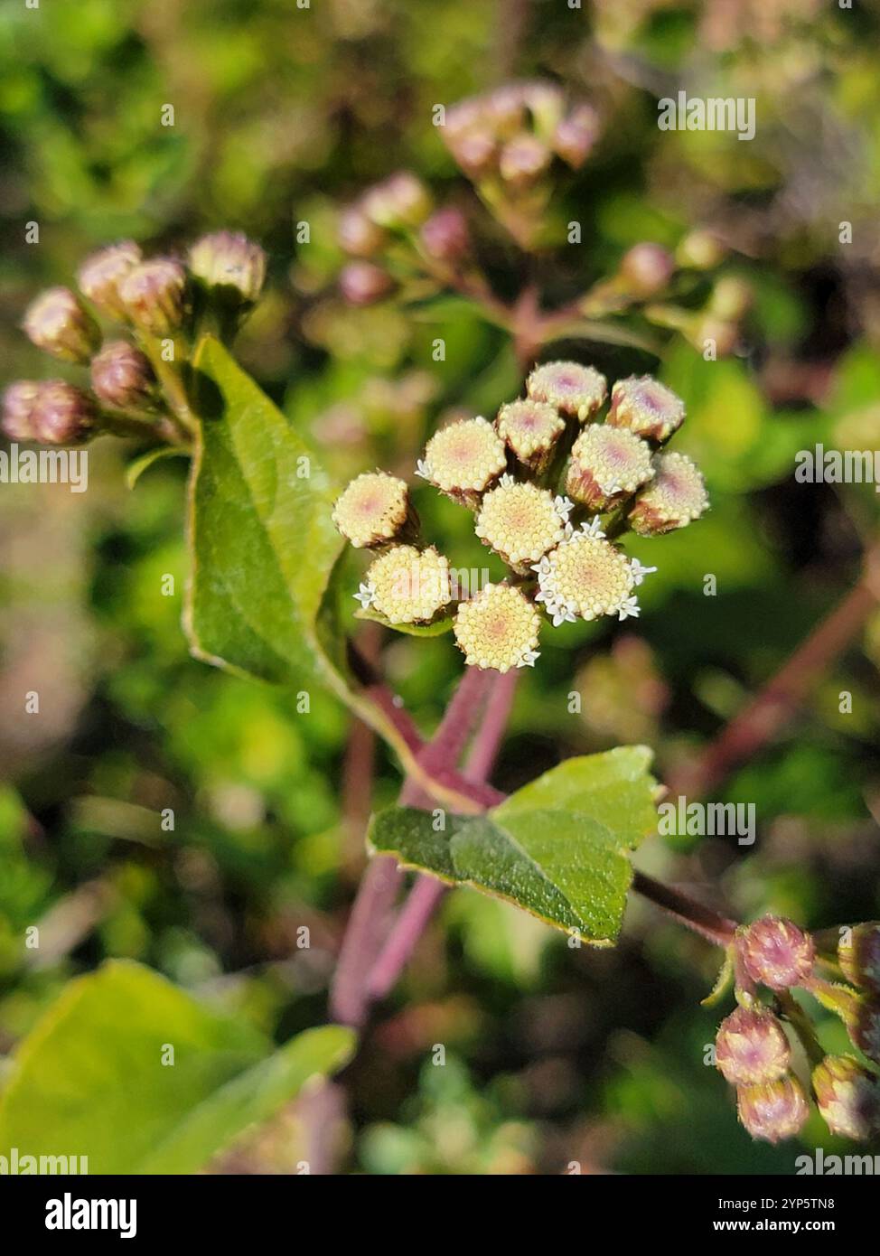 Crofton Weed (Ageratina adenophora Stock Photo - Alamy