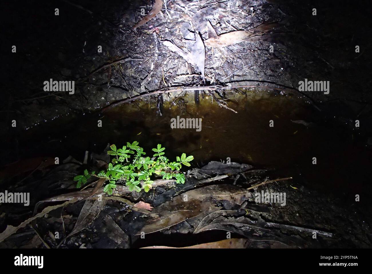 Common Eastern Froglet (Crinia signifera Stock Photo - Alamy